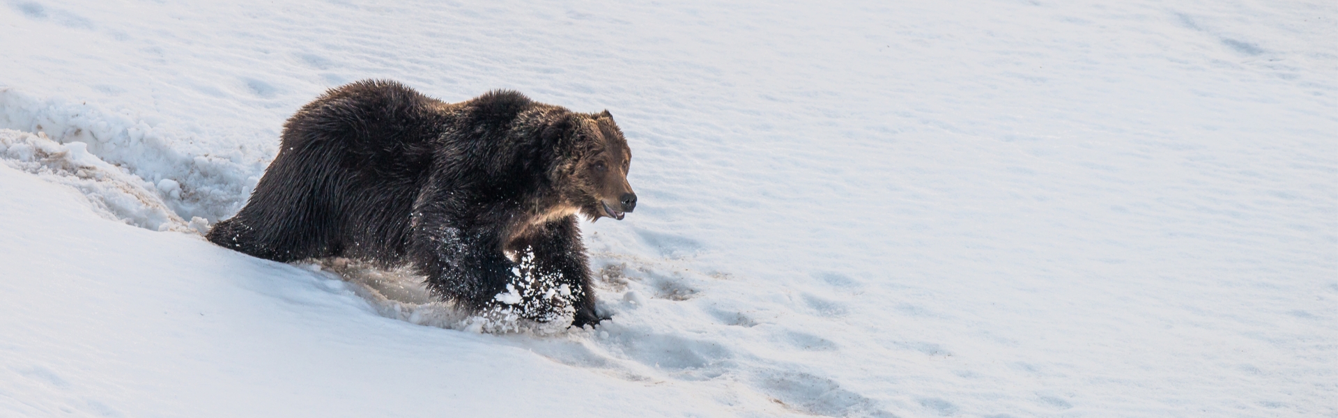 Arctic Grizzly Hunts - Canadian High Arctic Adventures