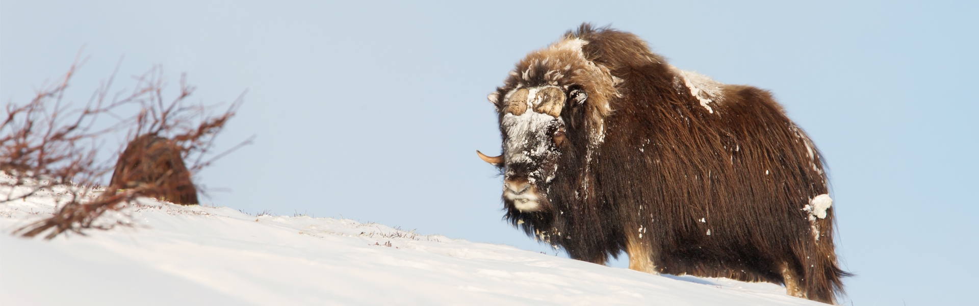 Musk Ox - Canadian High Arctic Adventures