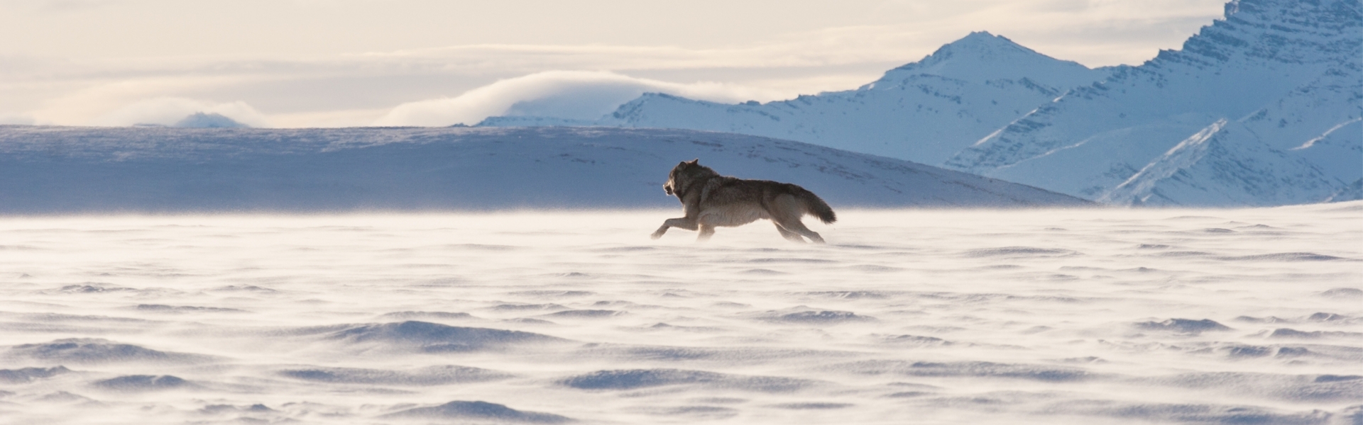 Wolf Hunts - Canadian High Arctic Adventures